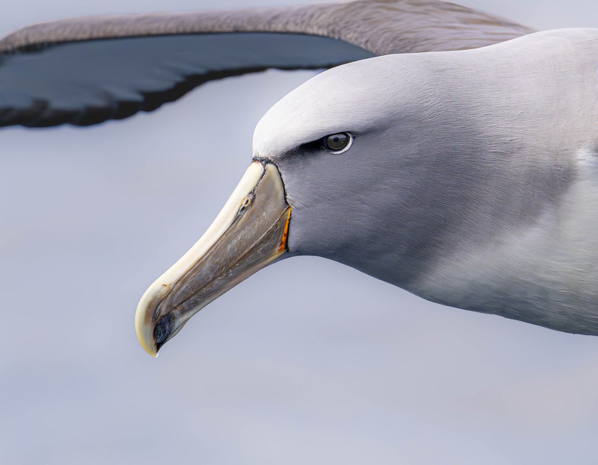 ML613994178 - Salvin's Albatross - Macaulay Library