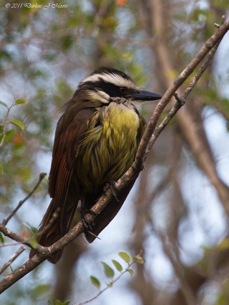 eBird Checklist - 8 Dec 2011 - Salineño Wildlife Preserve--DeWind's ...