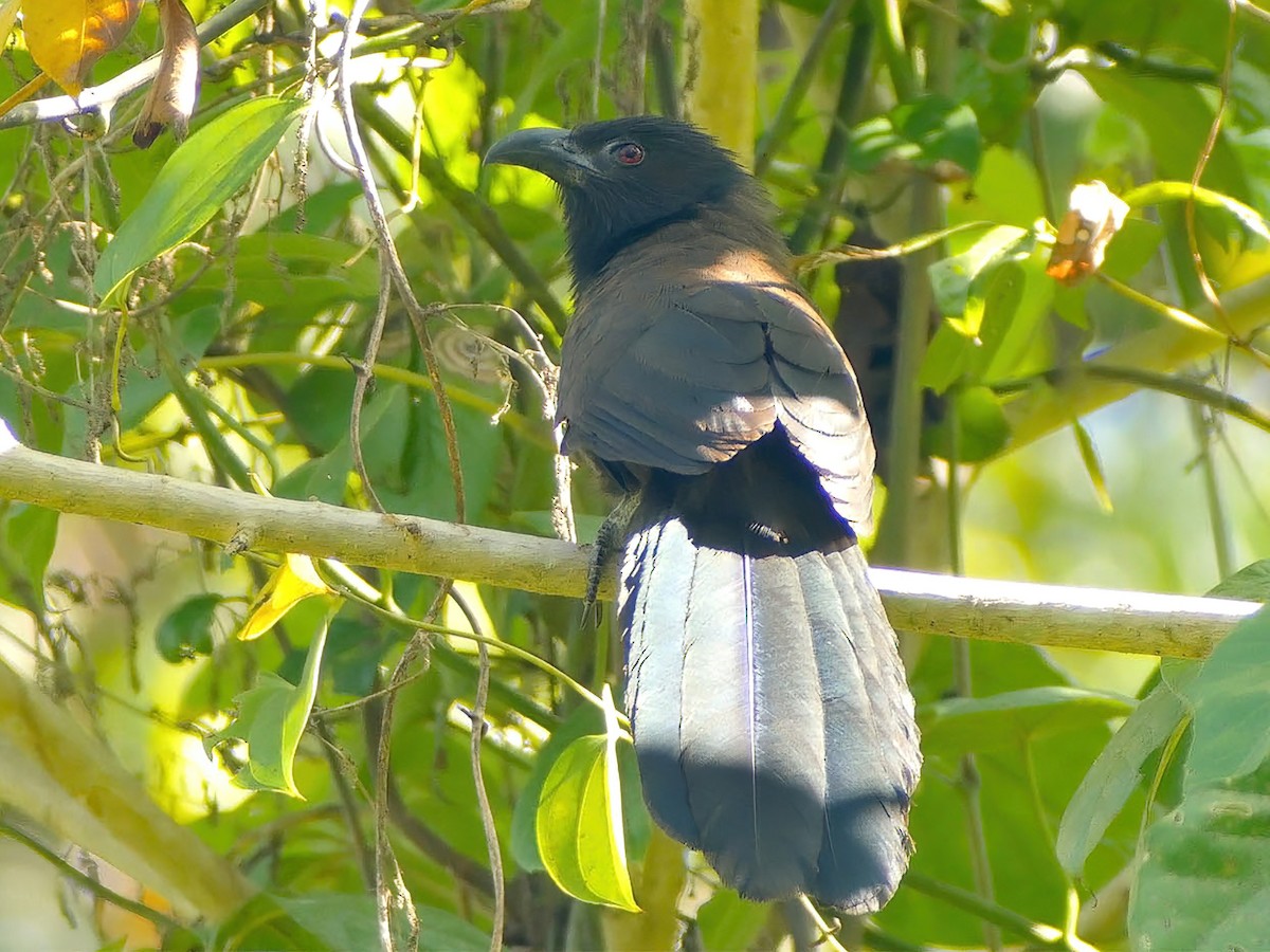 Black-hooded Coucal - Centropus steerii - Birds of the World