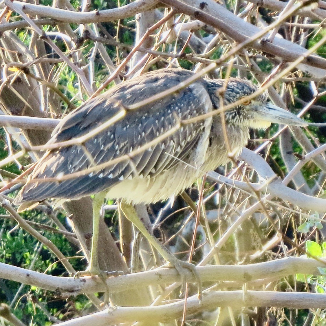 eBird Checklist - 26 Jan 2024 - Riparian Preserve at Gilbert Water ...