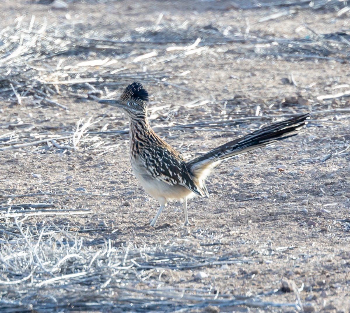 eBird Checklist - 13 Jan 2024 - 20655–21467 E Hall St, Las Cruces US-NM ...
