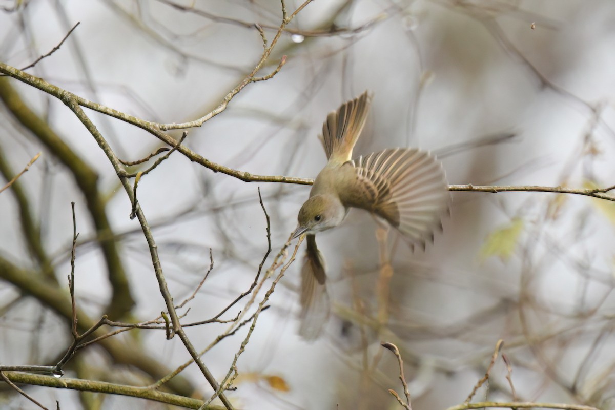 eBird Checklist - 14 Jan 2024 - Arcata Bottoms--Mad River Rd. dairy ...