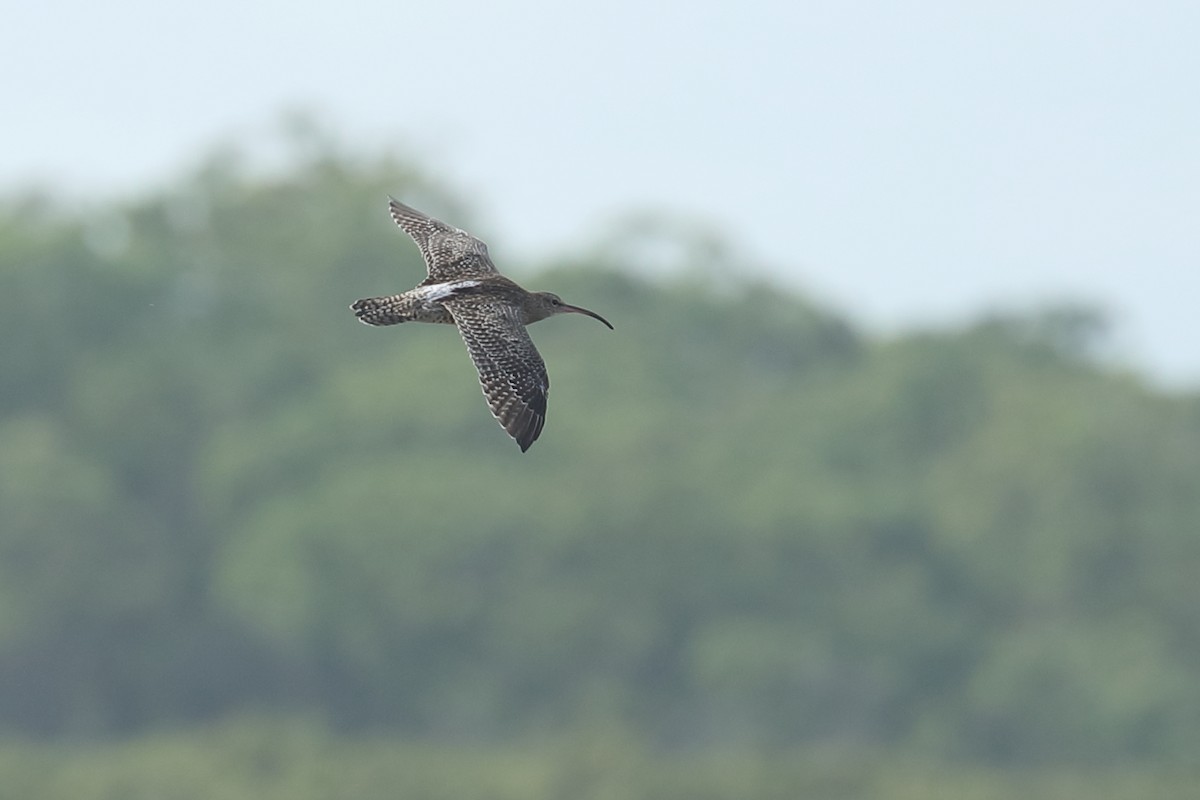eBird Checklist - 27 Jan 2024 - Coombabah Lakelands Conservation Area ...