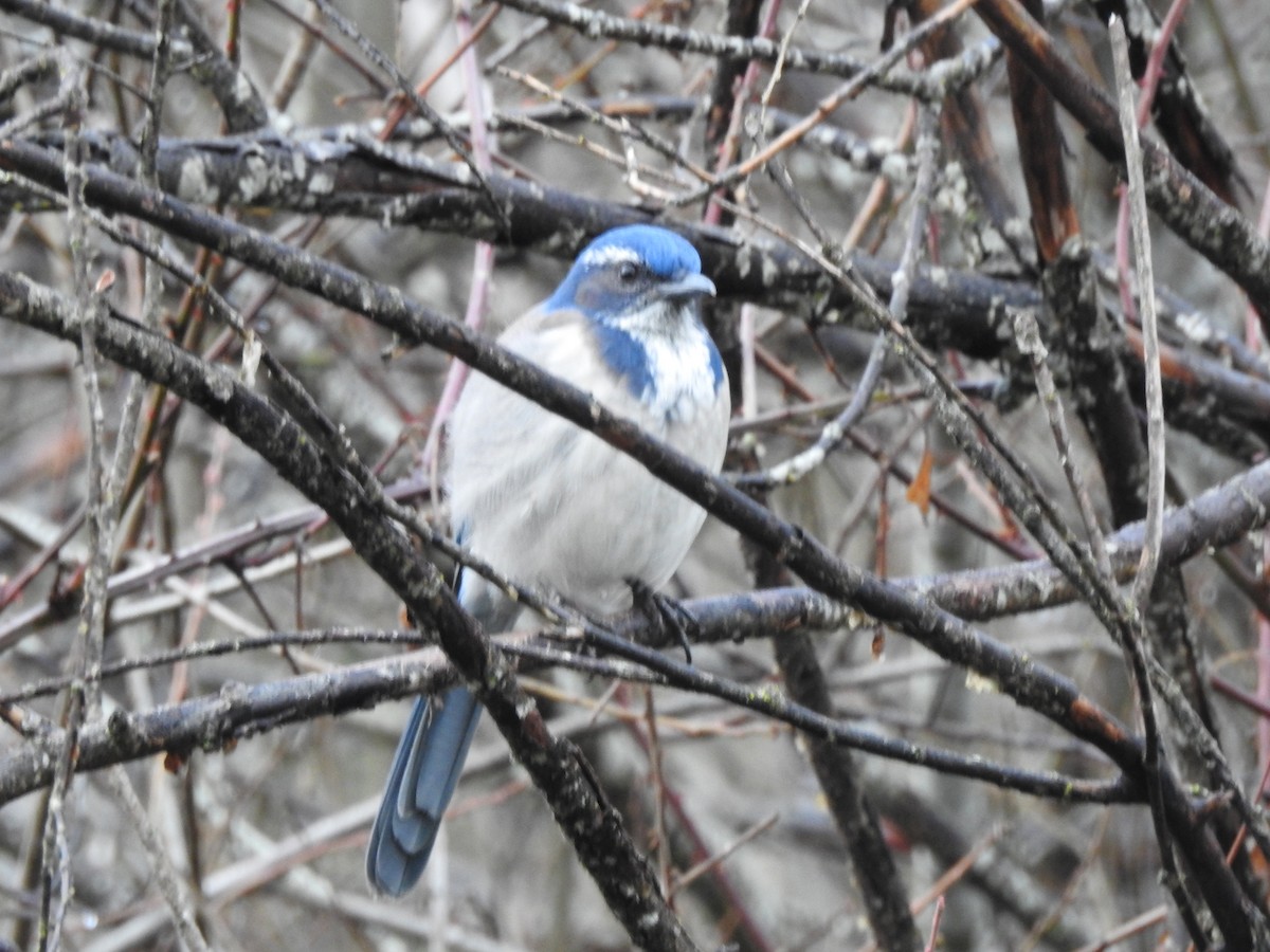 eBird Checklist - 26 Jan 2024 - Valley of the Rogue SP - 1 species