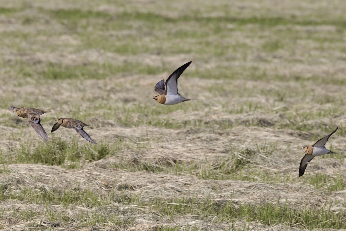 eBird Checklist - 27 Jan 2024 - Al Maha Forest--Pivot Fields (no access ...