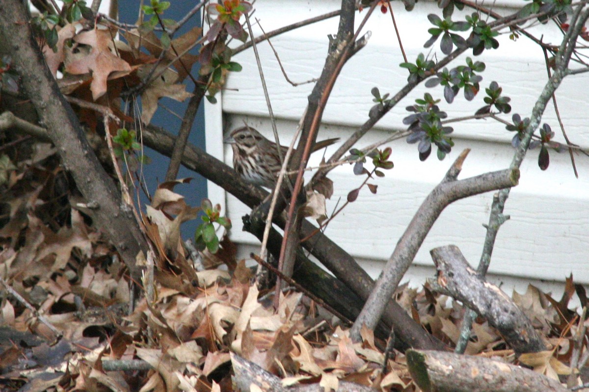 eBird Checklist - 27 Jan 2024 - Home (3804 Oxbow Dr, Camp Hill, PA USA ...