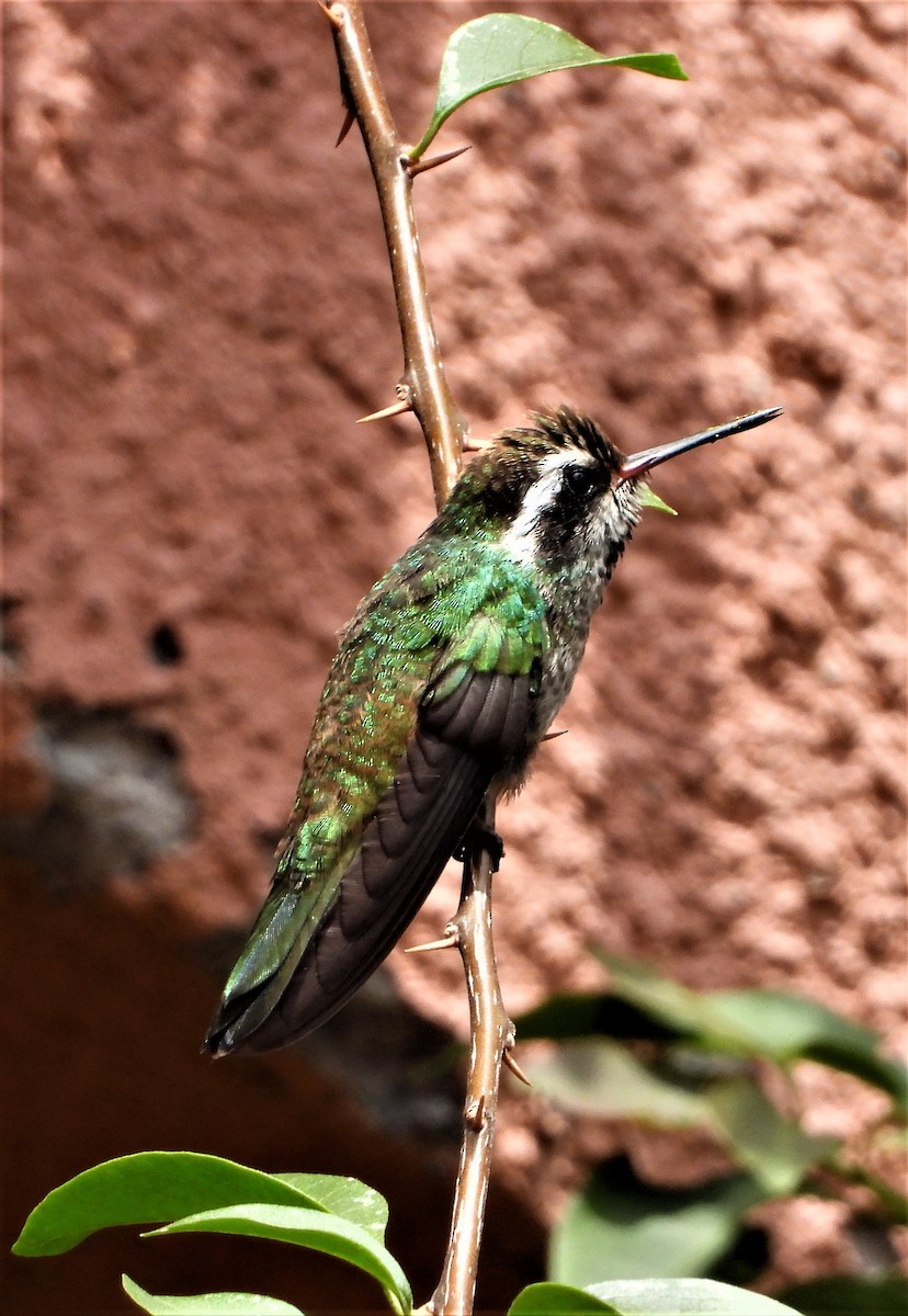 eBird Checklist - 26 Jan 2024 - FINCA ENYHE - 18 species