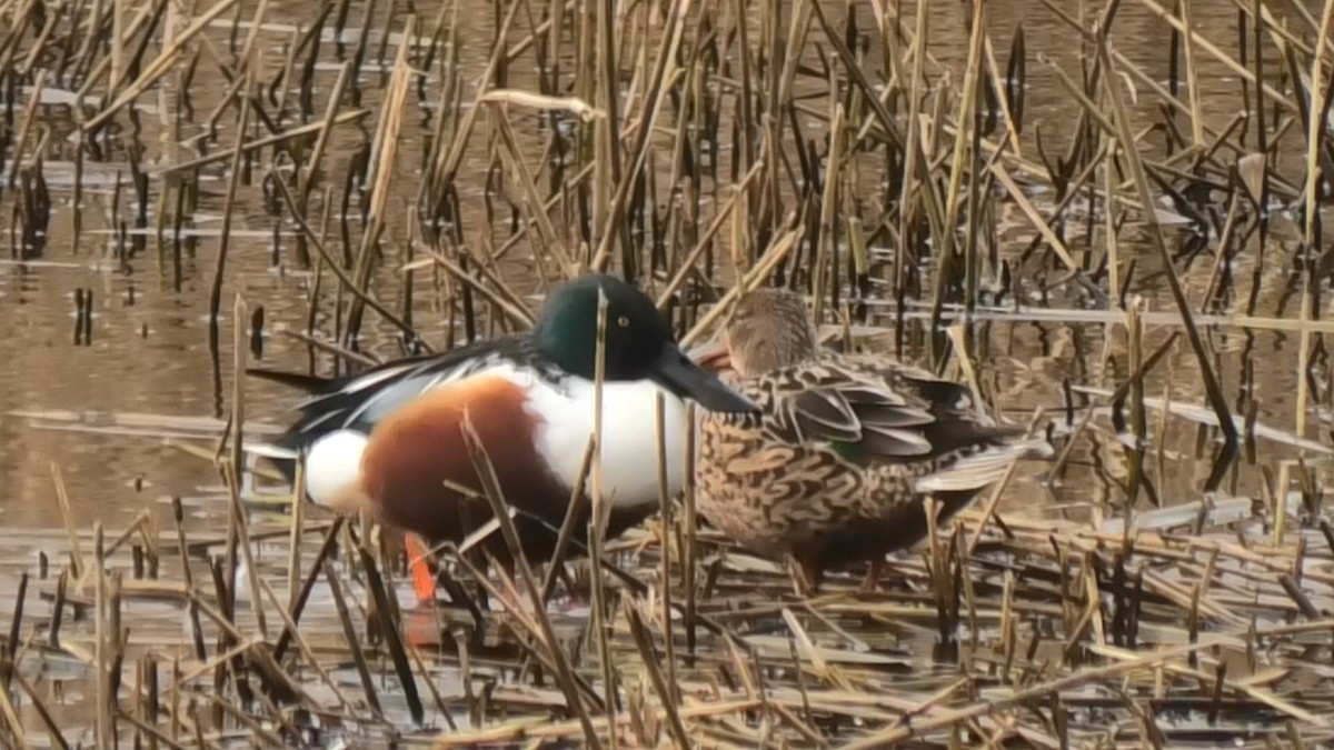 eBird Checklist - 27 Jan 2024 - Ham Wall RSPB, Glastonbury - 54 species