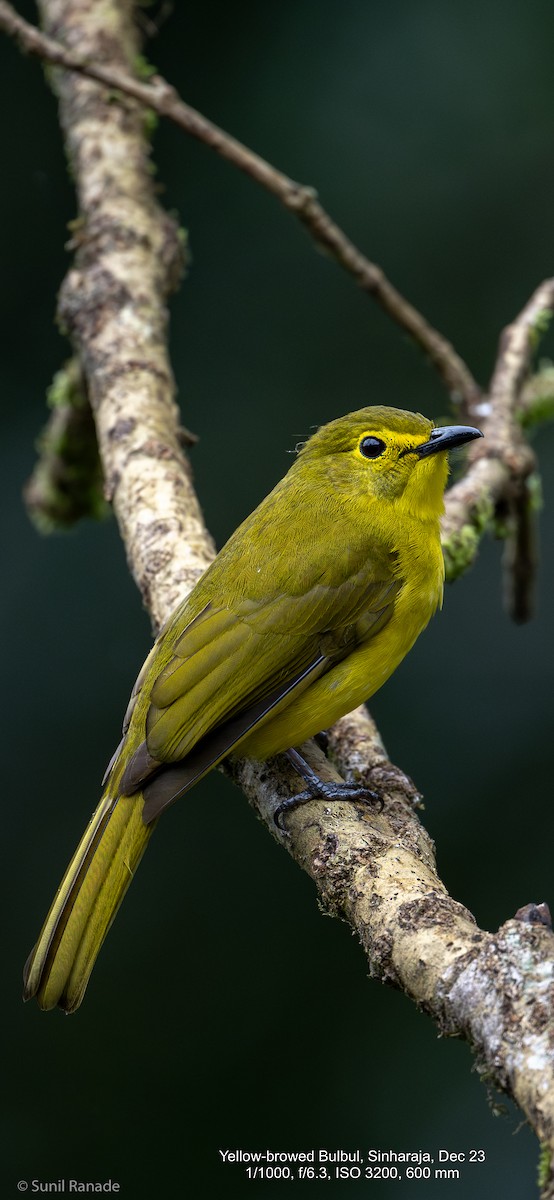 ML614093636 - Yellow-browed Bulbul - Macaulay Library