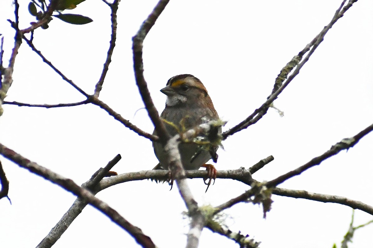 eBird Checklist - 28 Jan 2024 - Josephine Young Park - 38 species (+1 ...