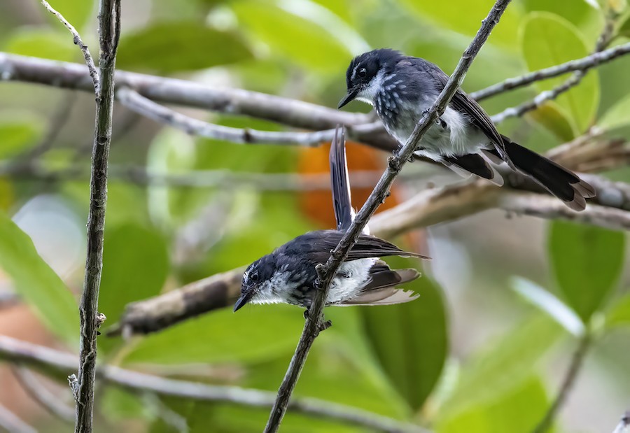 Northern Fantail (Seram) - eBird