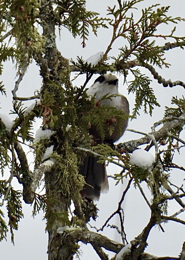 eBird Checklist - 28 Jan 2024 - Stud Mill Road - 14 species