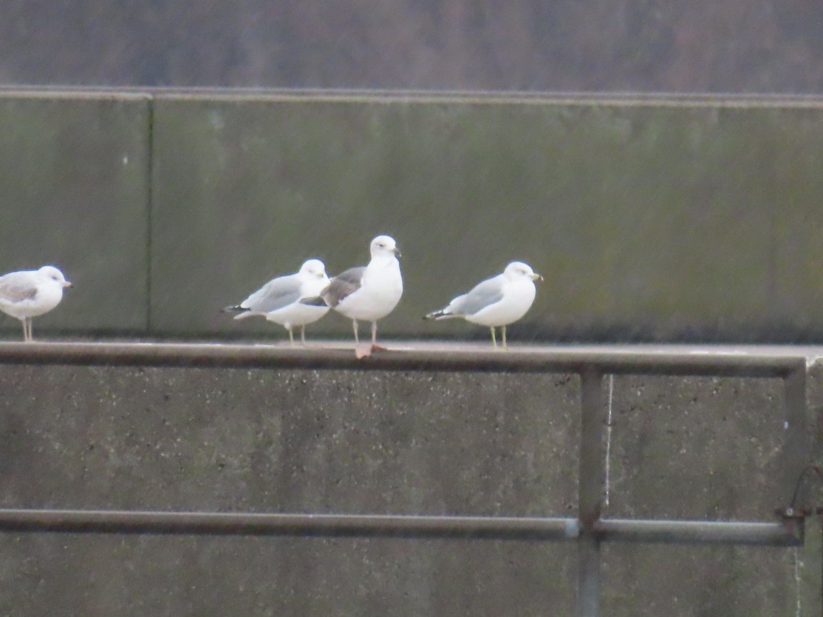 eBird Checklist - 27 Jan 2024 - Melvin Price Lock and Dam 26, Alton ...