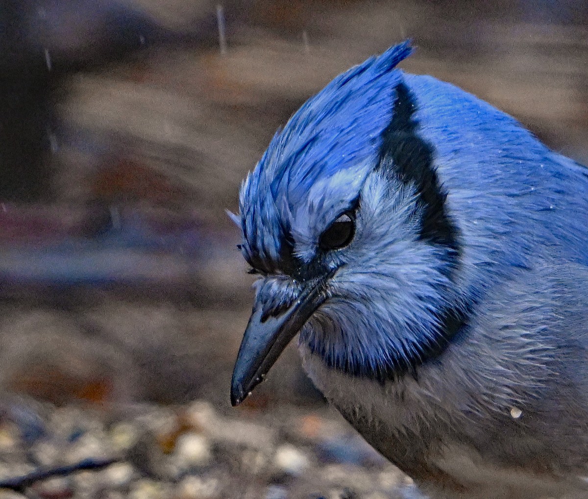 Pennsylvania Bird Atlas Checklist - 28 Jan 2024 - Beltzville SP--Day Use Area - 14 species