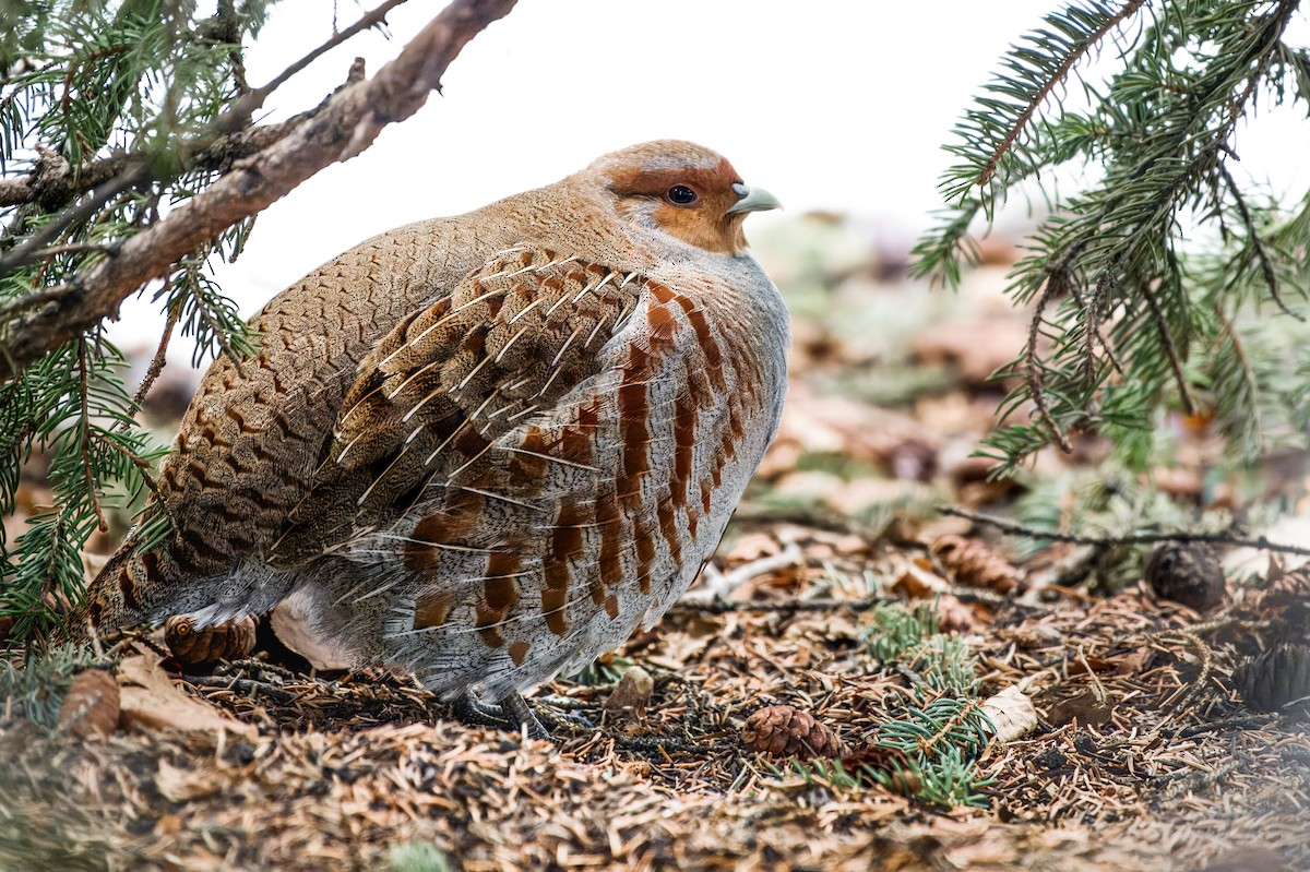 ML614121823 - Gray Partridge - Macaulay Library