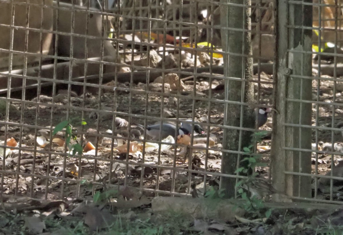 ML614138522 - Java Sparrow - Macaulay Library