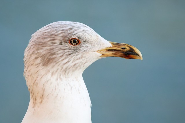 Sfida eBirder del mese – Gennaio 2026 - eBird Italy