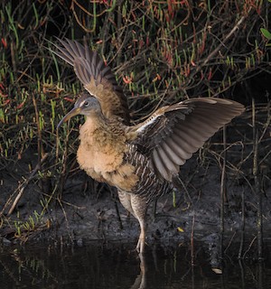 King/Clapper Rail - eBird