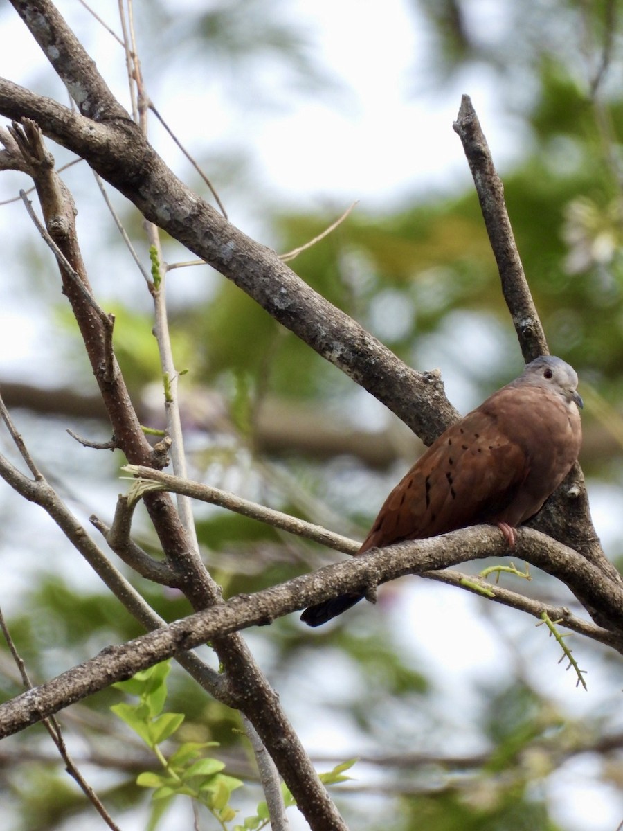eBird Checklist - 29 Jan 2024 - RNVS Cipanci, Bolson. - 38 species