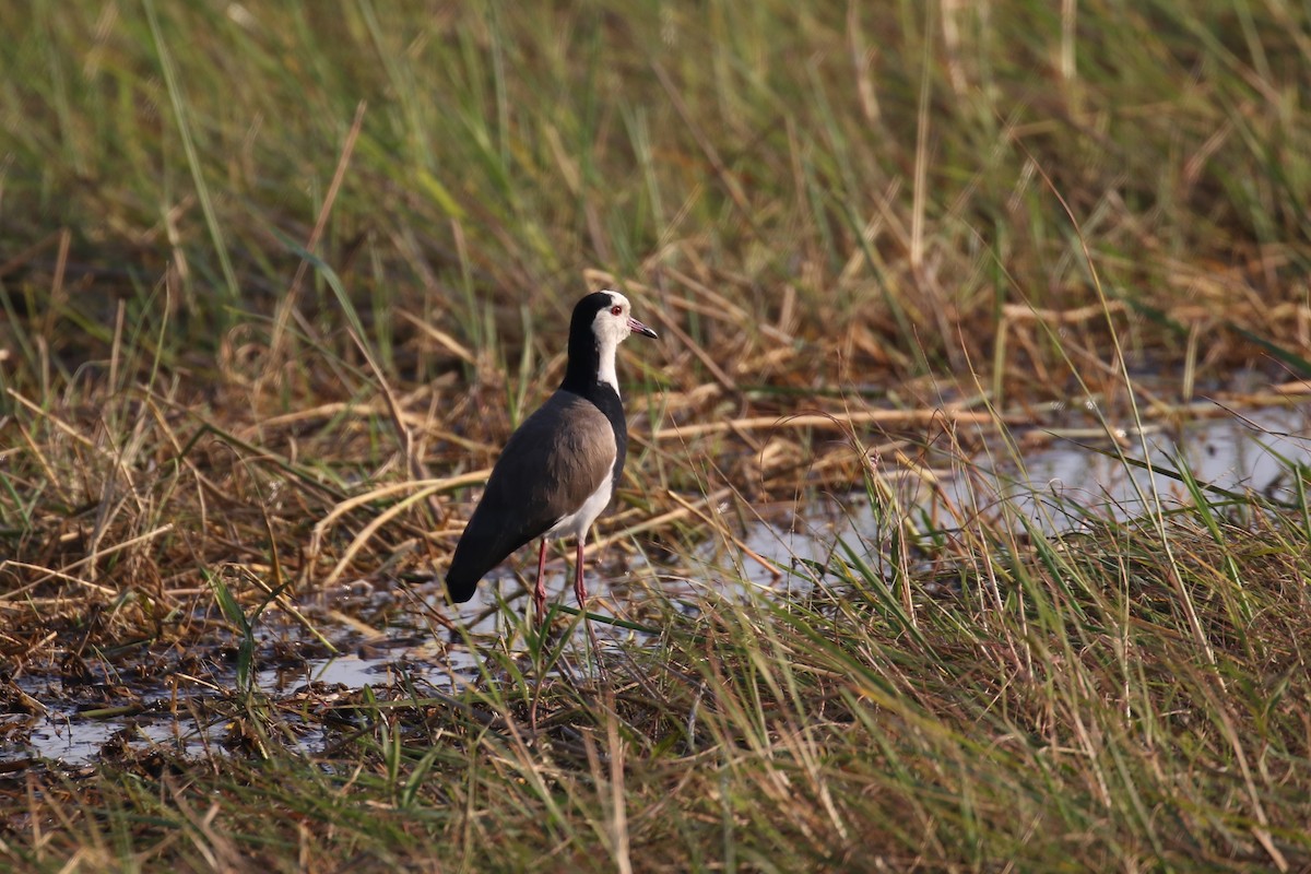eBird Checklist - 7 Aug 2022 - Gombe River(Lake Nyagamoma) - 28 species