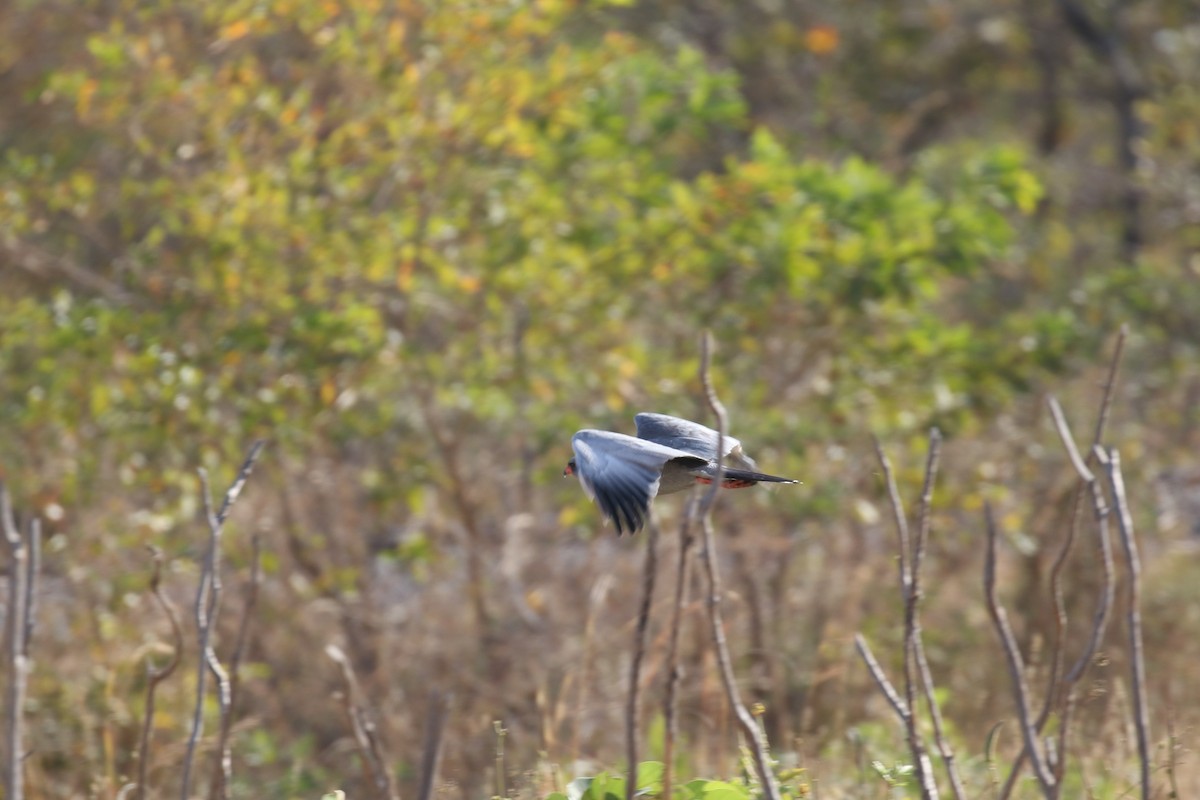 eBird Checklist - 7 Aug 2022 - Usisya Woodland (Atlas Grid 3205A) - 16 ...