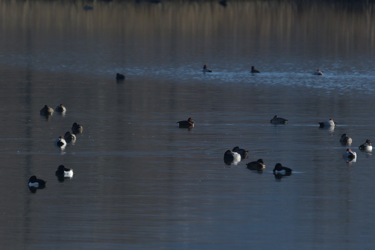 ML614184644 - Ferruginous Duck - Macaulay Library