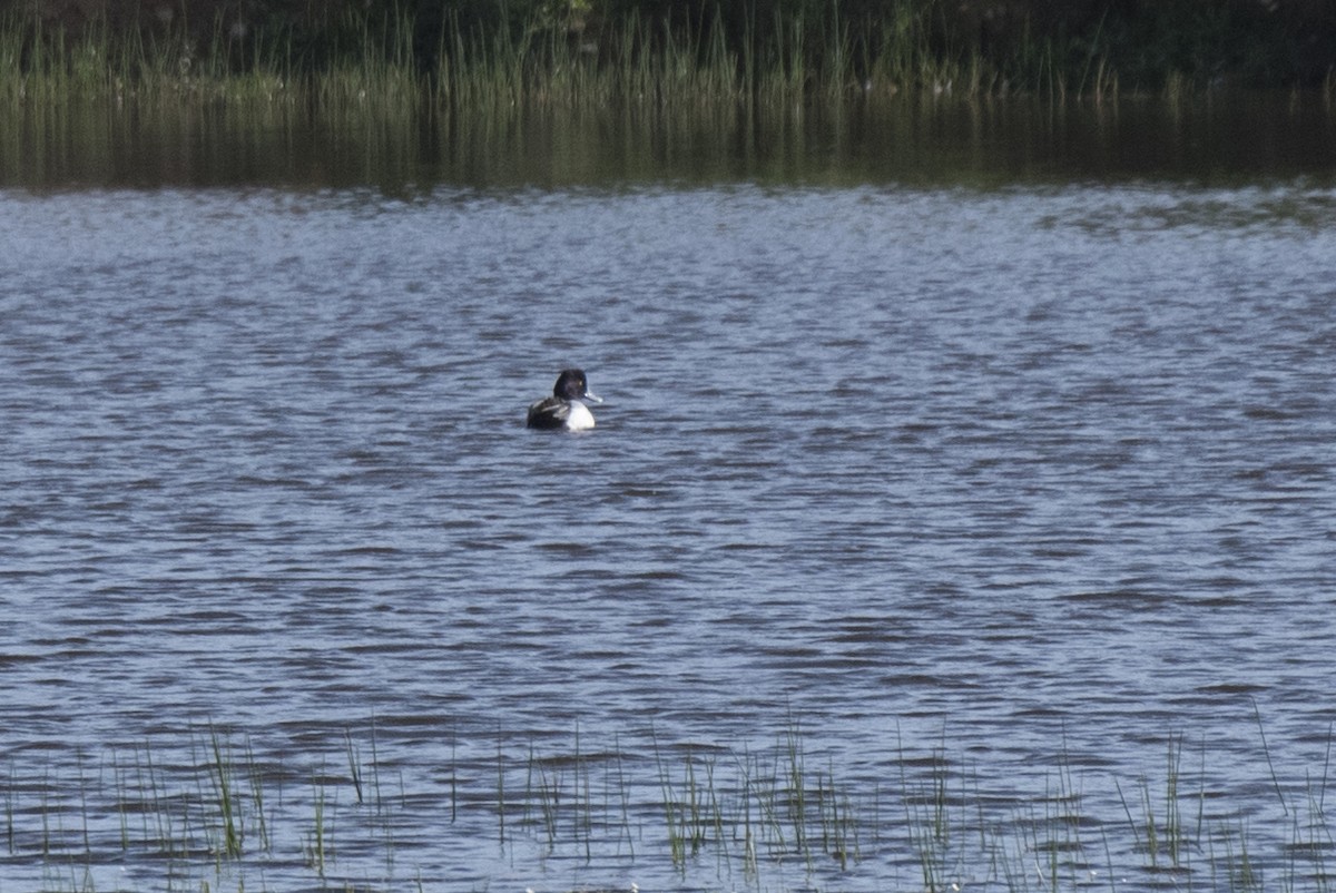 eBird Checklist - 30 Jan 2024 - Mina S. Domingos--Corte do Pinto - 22 ...