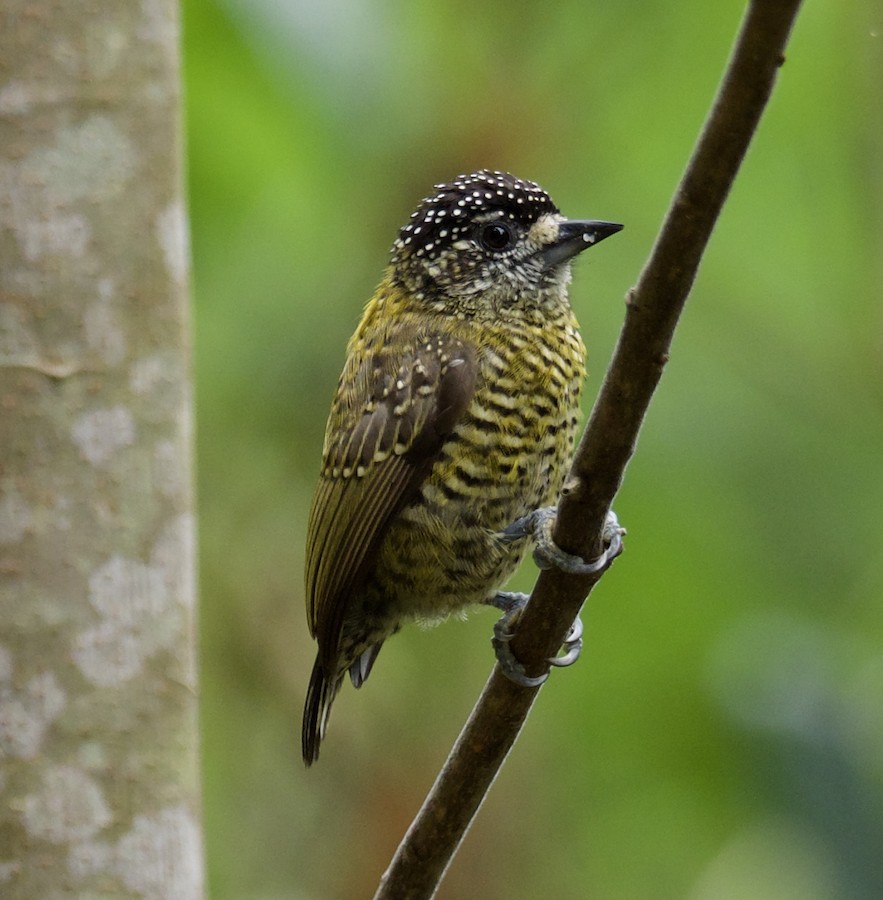 Golden-spangled Piculet (Bahia) - eBird