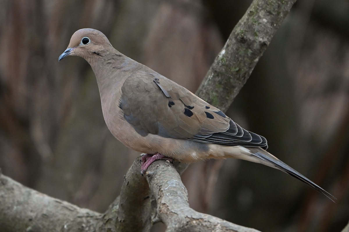 Pennsylvania Bird Atlas Checklist - 30 Jan 2024 - Beltzville SP--Day Use Area - 12 species