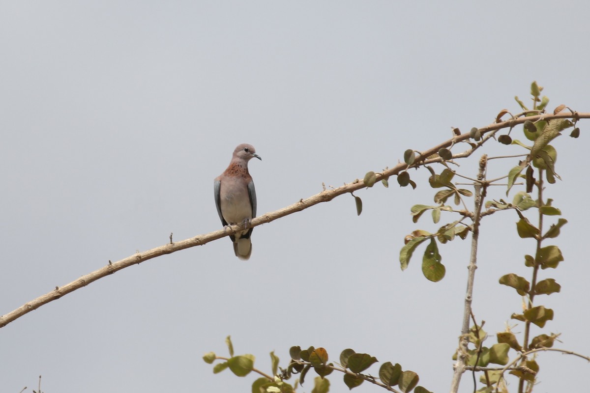 eBird Checklist - 10 Nov 2022 - Manyoni to itigi - 23 species