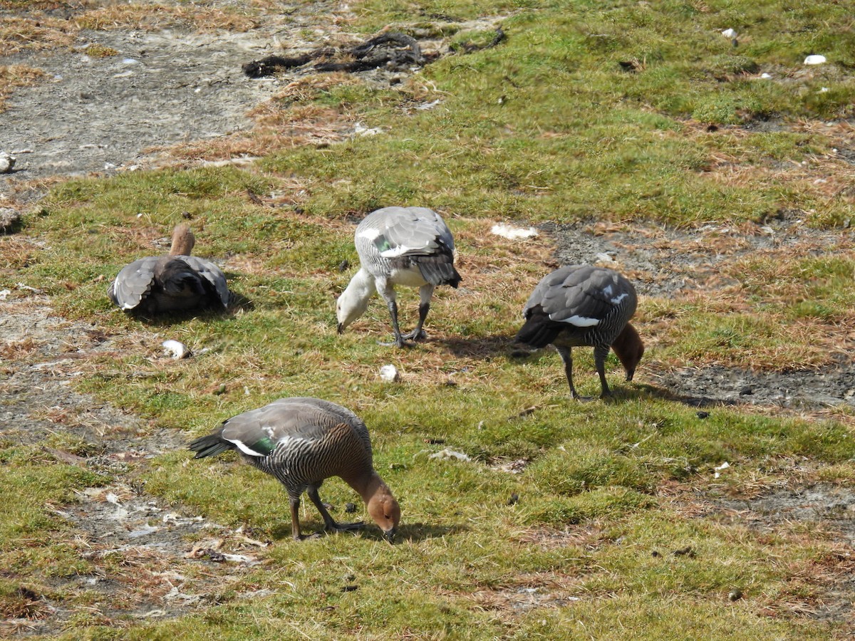 eBird Checklist - 3 Jan 2024 - Gypsy Cove - 18 species