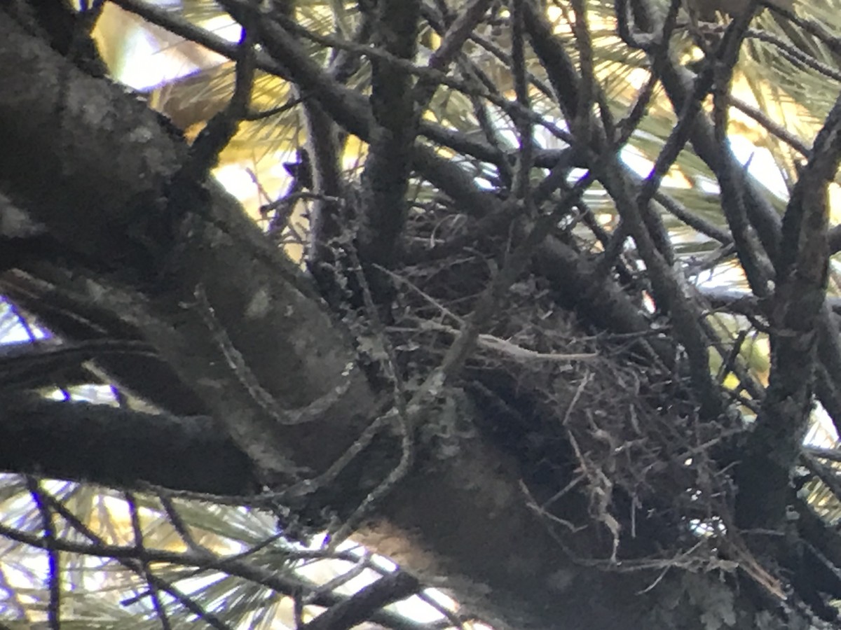 eBird Checklist - 31 Jan 2024 - Raymond B. Winter SP - 3 species