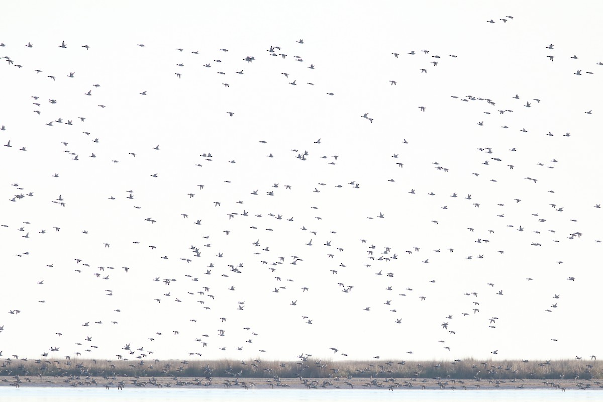 eBird Checklist - 30 Jan 2024 - Breton NWR -- Chandeleur Island ...