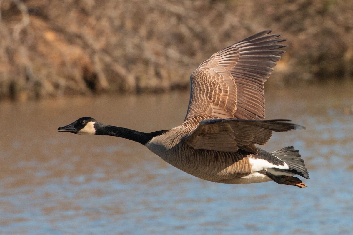 eBird Checklist - 31 Jan 2024 - Clayton Co. Water Authority--Lake ...