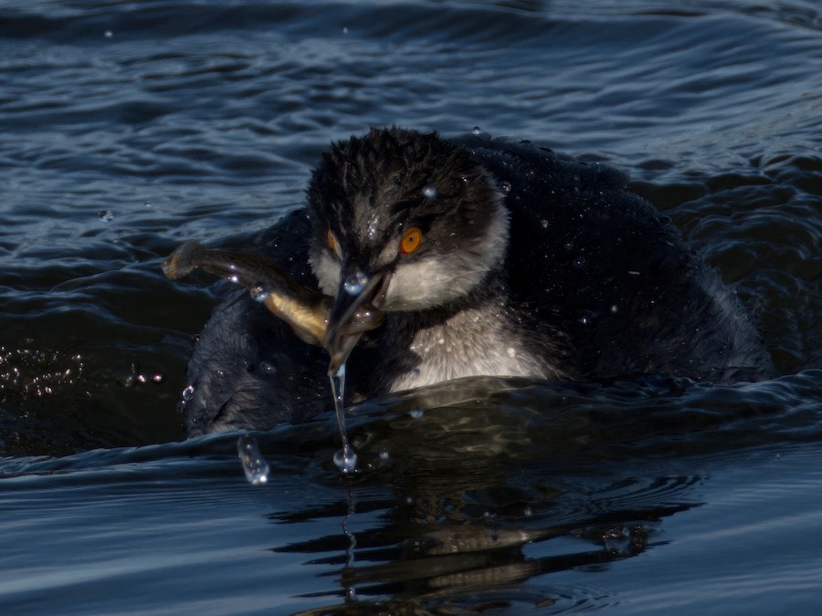 Horned/Eared Grebe - eBird