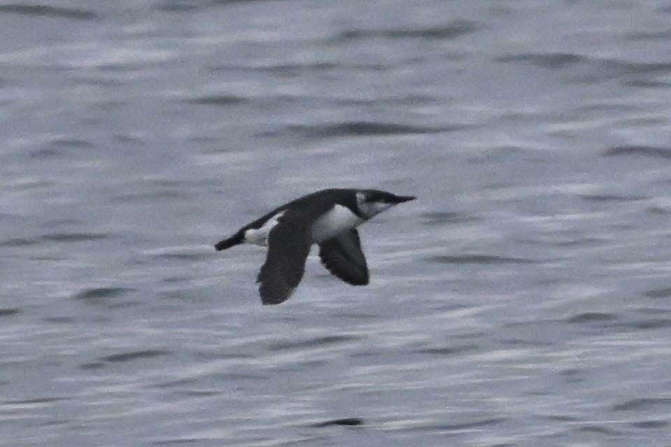 eBird Checklist - 2 Feb 2024 - New Hampshire Waters between Hampton ...