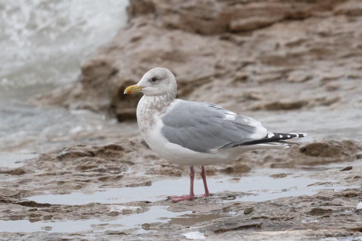ML614316237 - Iceland Gull (Thayer's) - Macaulay Library