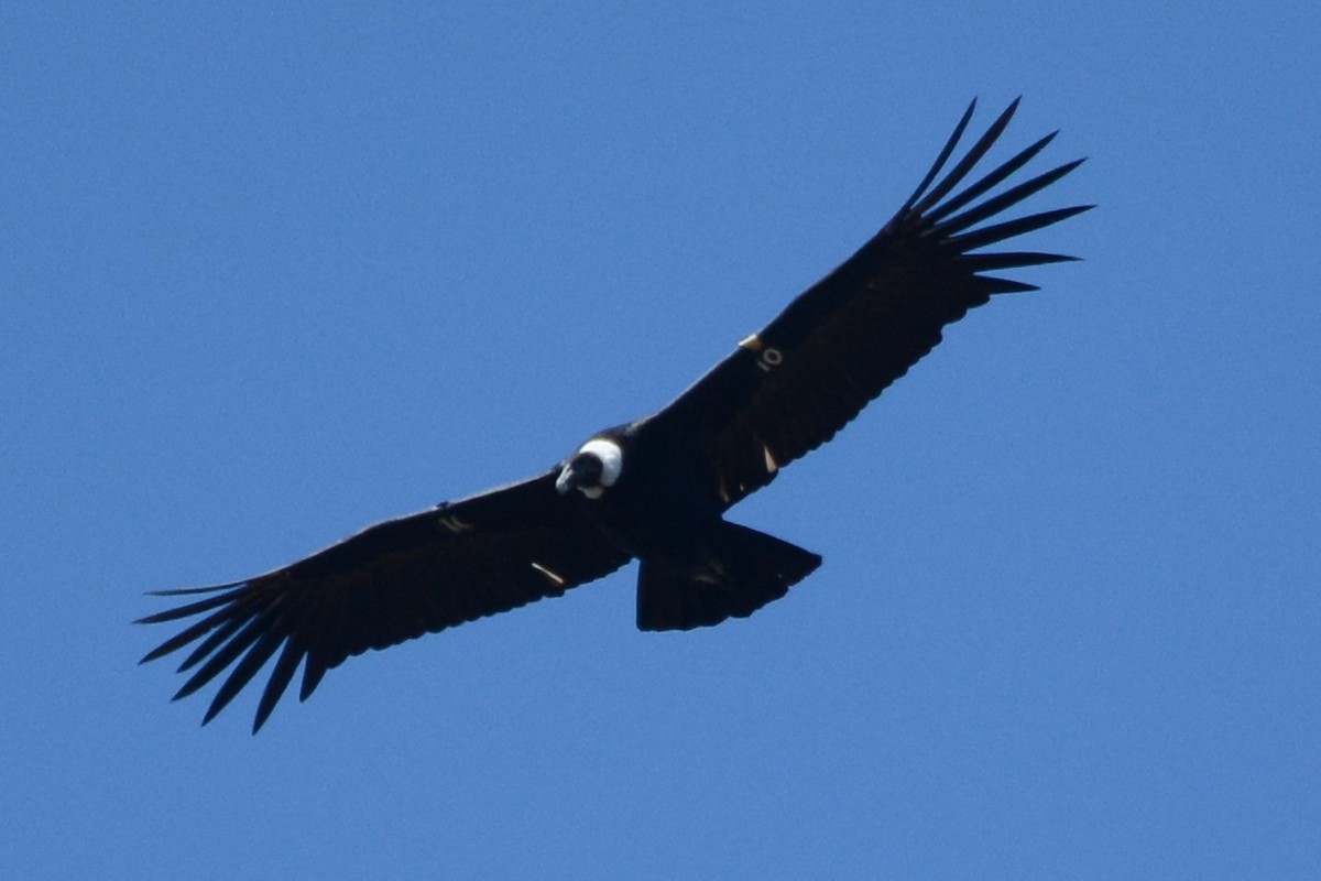 ML614316655 - Andean Condor - Macaulay Library
