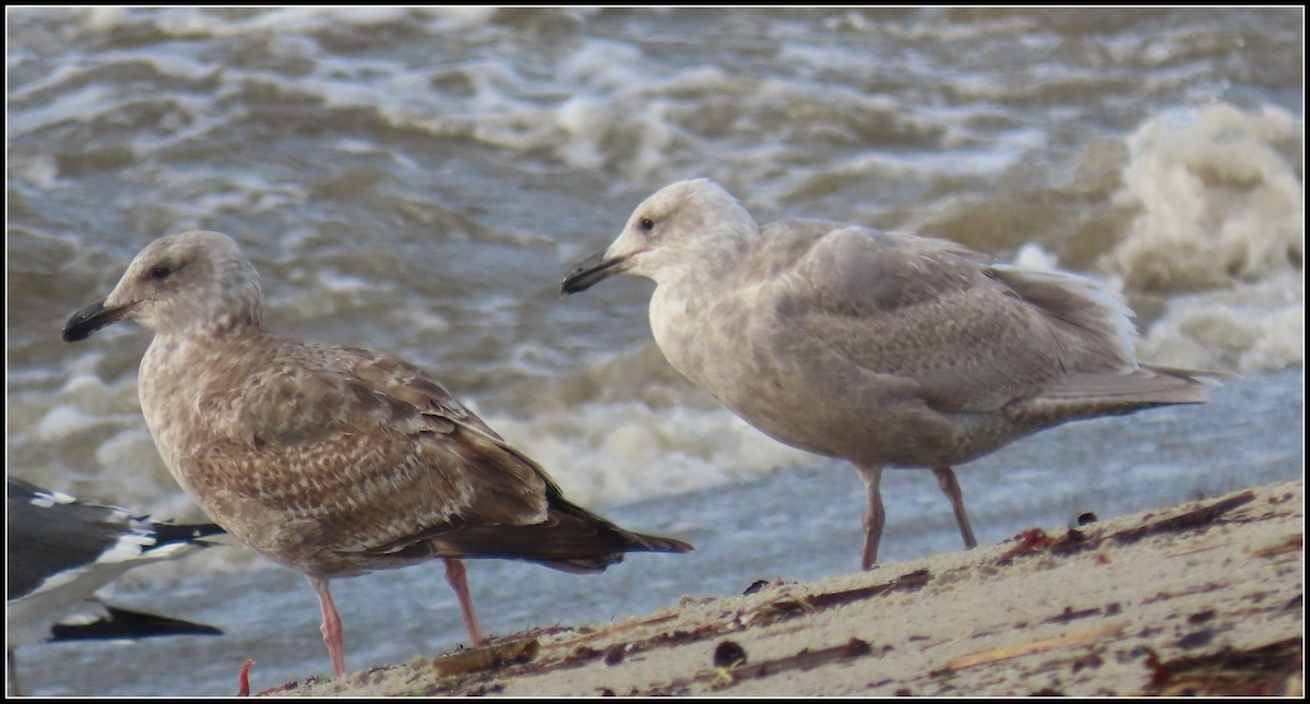 ML614324199 - Glaucous-winged Gull - Macaulay Library