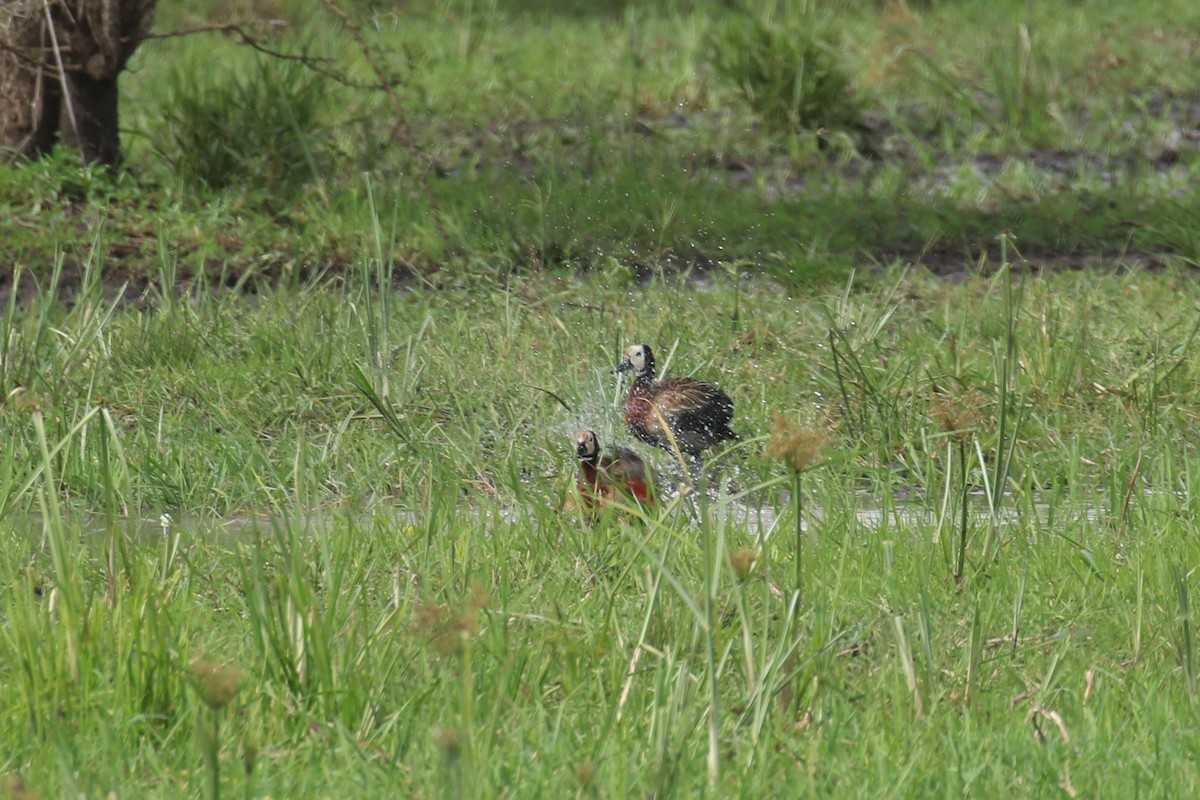 eBird Checklist - 18 Mar 2023 - Kazima Dam (Atlas Grid 3205B) - 37 species