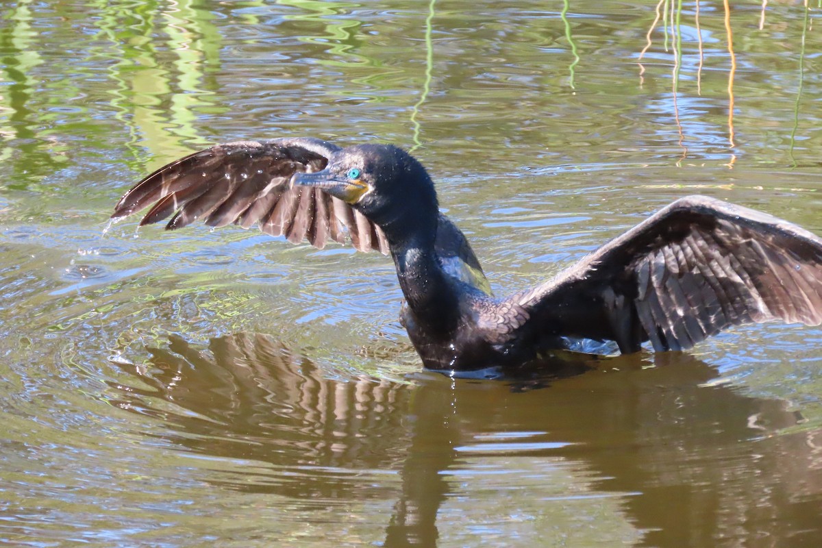 ML614344838 - Neotropic Cormorant - Macaulay Library
