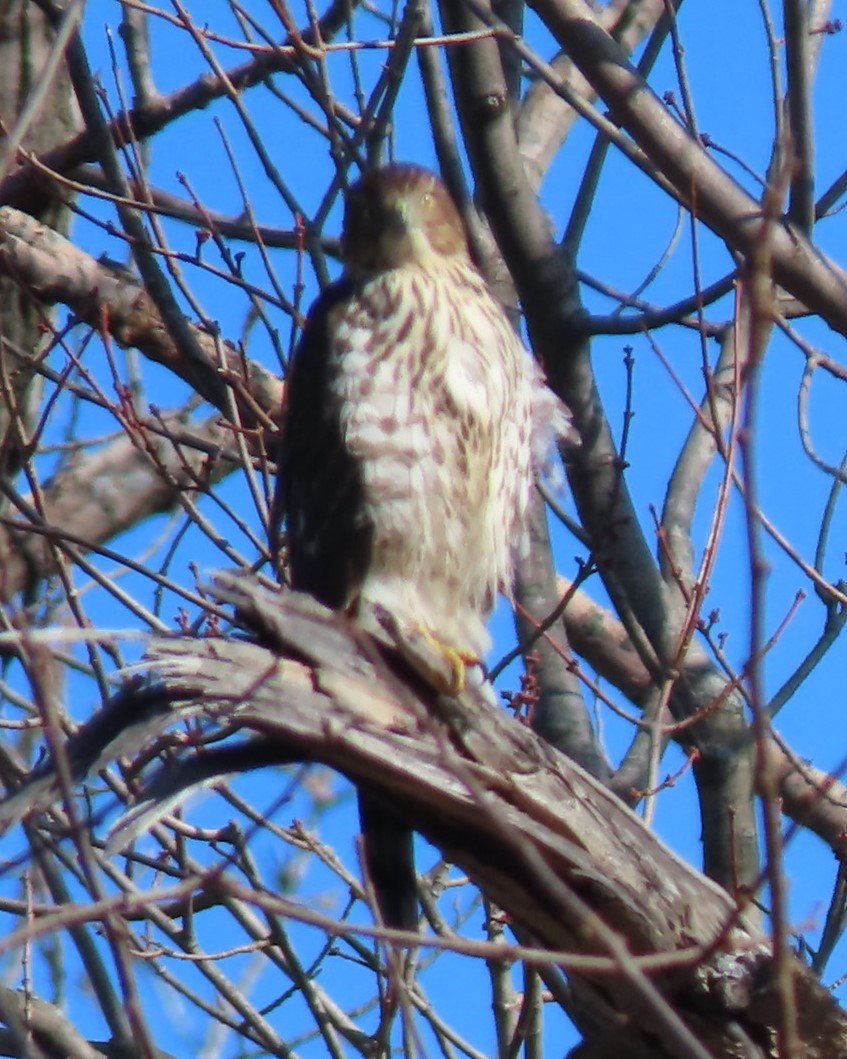 eBird Checklist - 3 Feb 2024 - Veterans Park, Mentor - 1 species