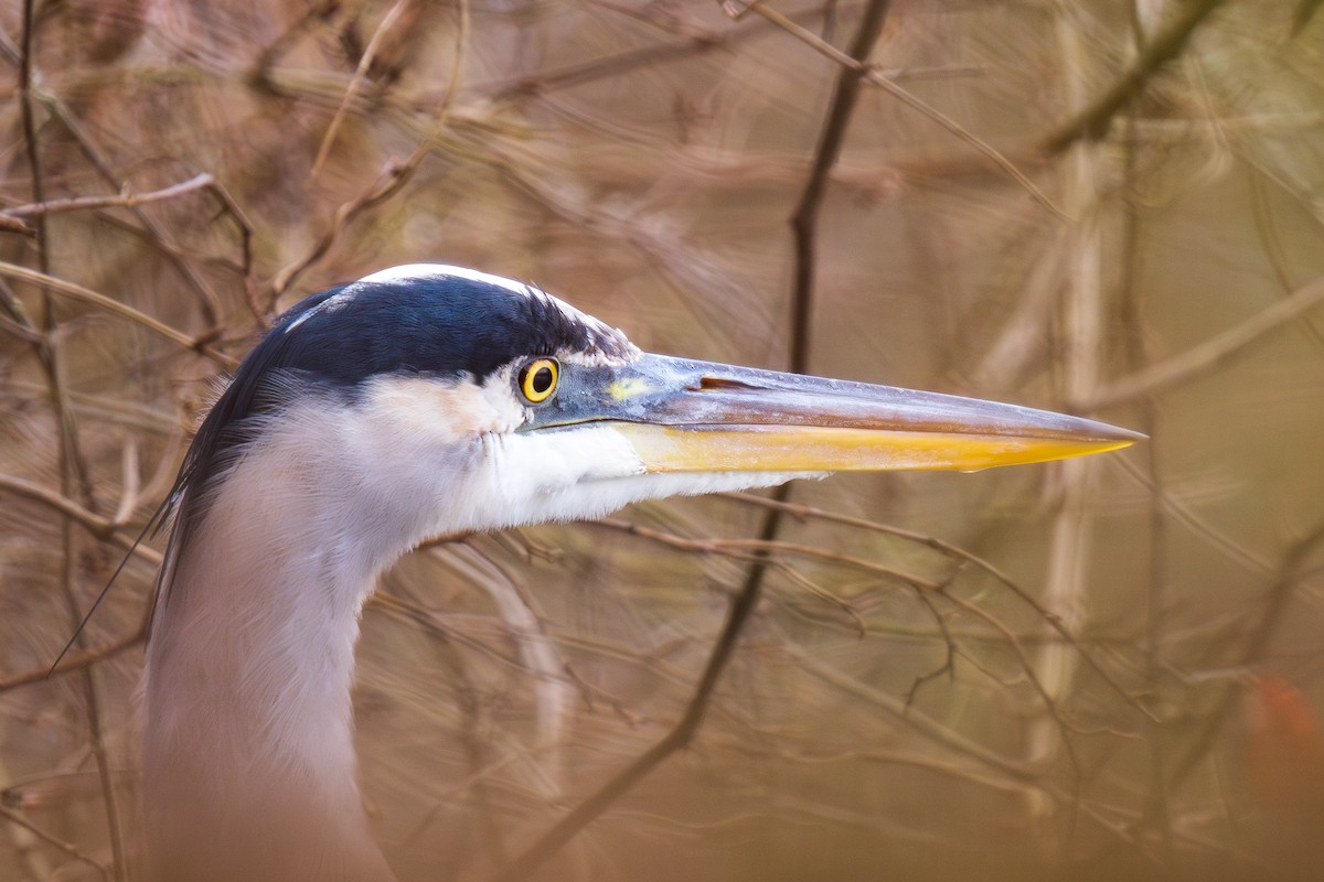 eBird Checklist - 3 Jan 2024 - Lullwater Preserve, Emory President's ...