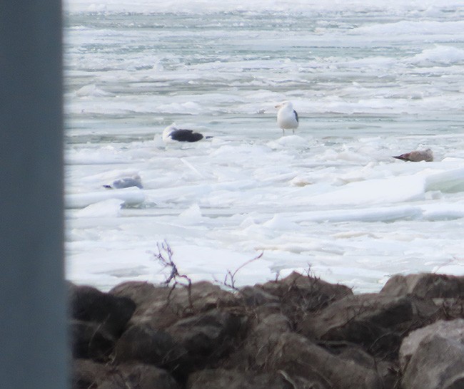 eBird Checklist - 3 Feb 2024 - Mazurik Access - 3 species