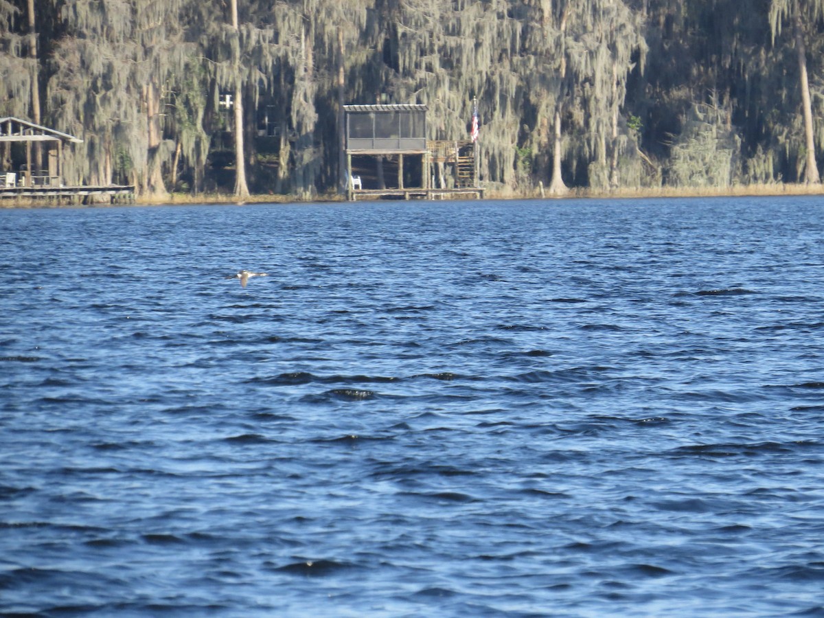 eBird Checklist - 3 Feb 2024 - Lake Santa Fe - 15 species