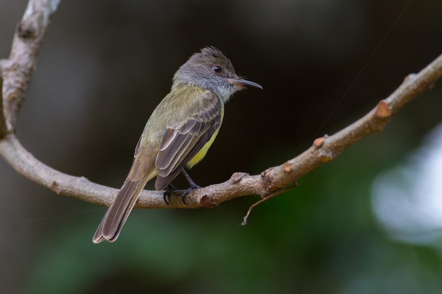 Myiarchus sp. - eBird