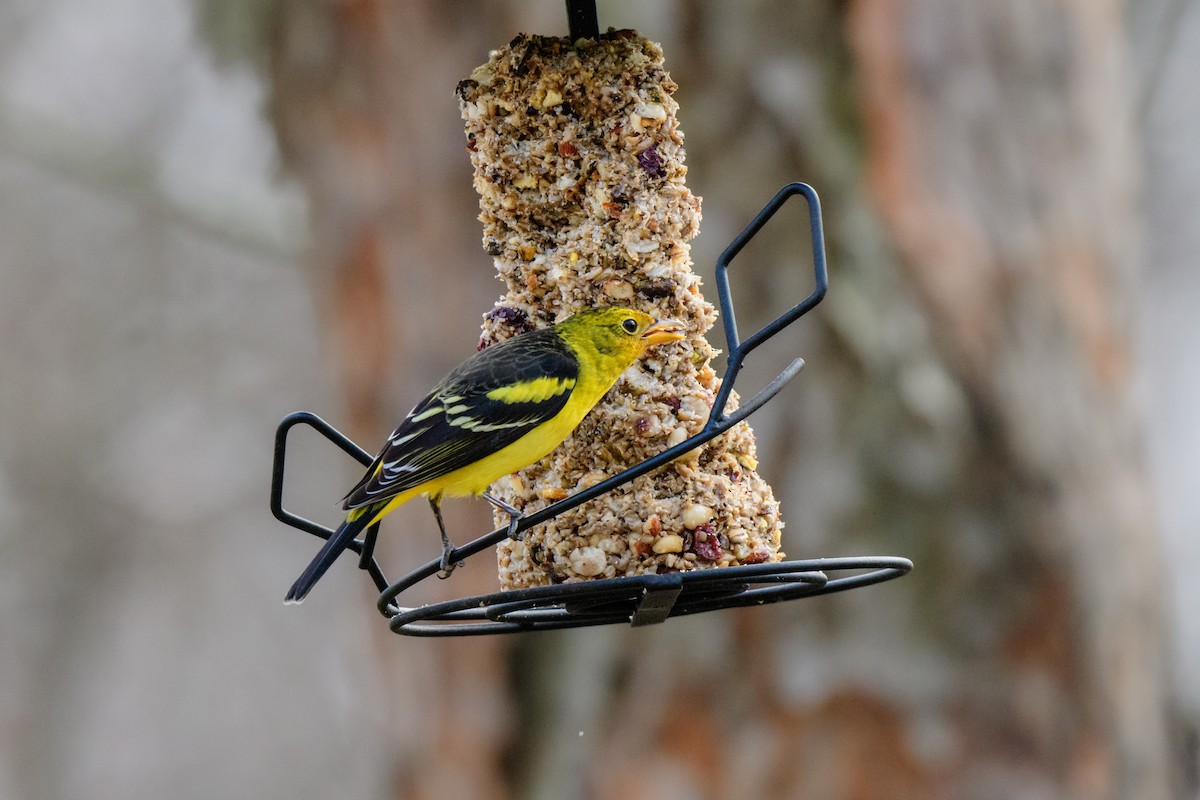 ML614417752 - Western Tanager - Macaulay Library