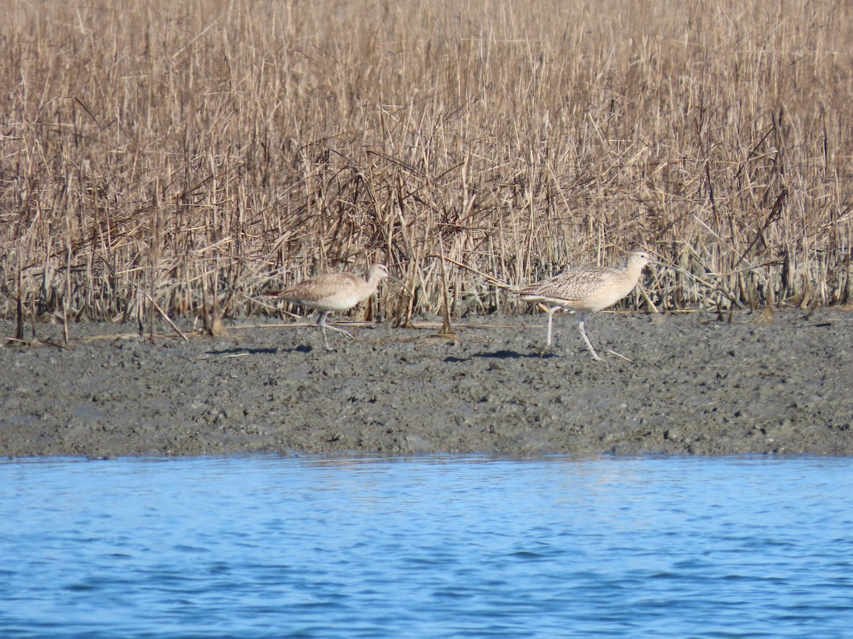 eBird Checklist - 4 Feb 2024 - Box Tree Marsh - 22 species