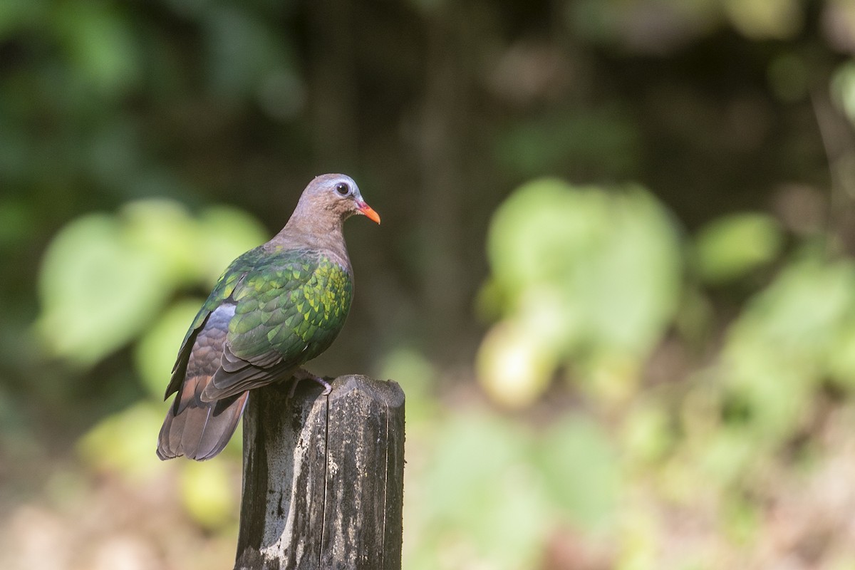 ML614431173 - Asian Emerald Dove - Macaulay Library