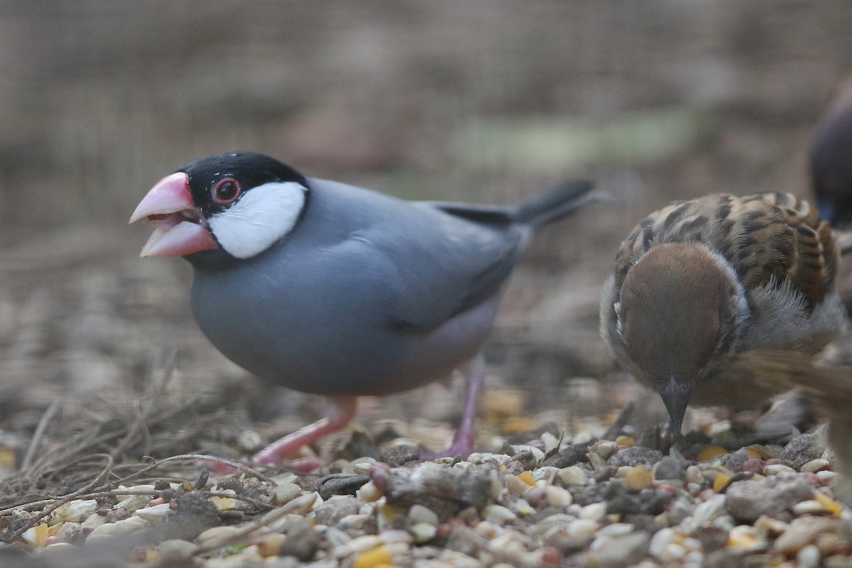 ML614431670 - Java Sparrow - Macaulay Library